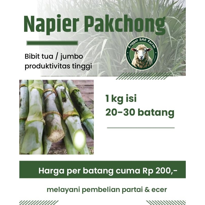 Jual 1 Kg Batang Bibit Tua Pakchong Superan Jumbo Bibit Pakcong isi ...