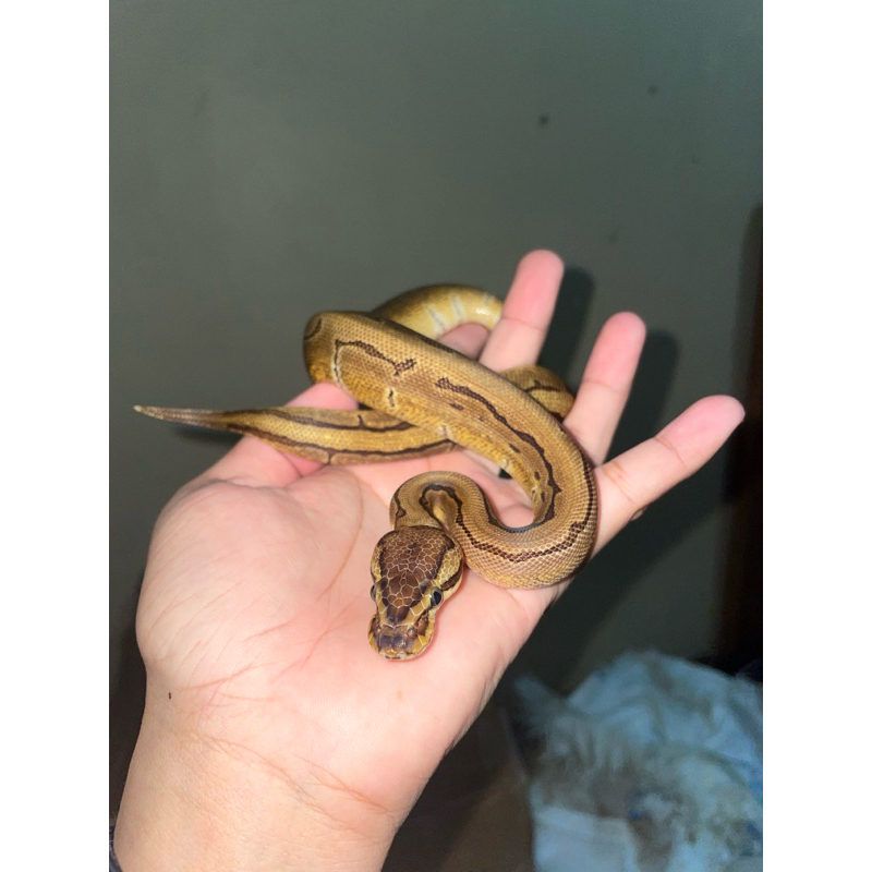 Jual Ball Python fire pinstripe enchi | Shopee Indonesia