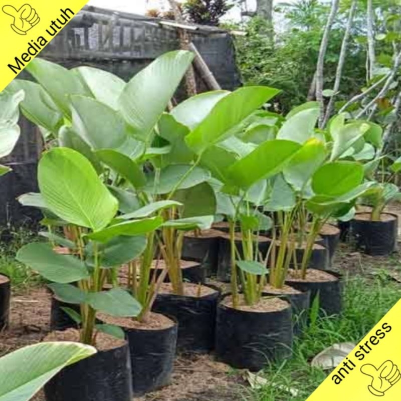 Jual calathea luthea pisang Pisangan tanaman hias Semarang Jawa tengah ...