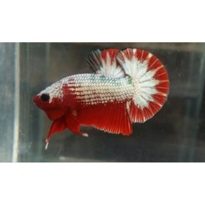 Jual Cupang Fancy Cooper Grade A+ | Shopee Indonesia