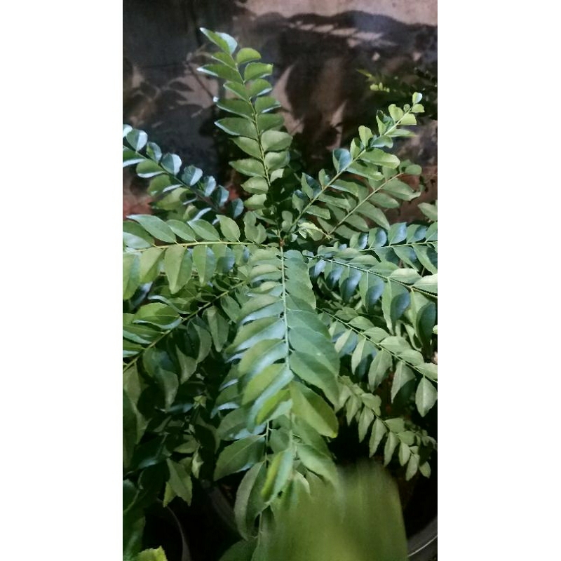 Jual Daun Kari / Salam Koja Fresh 250gr | Shopee Indonesia
