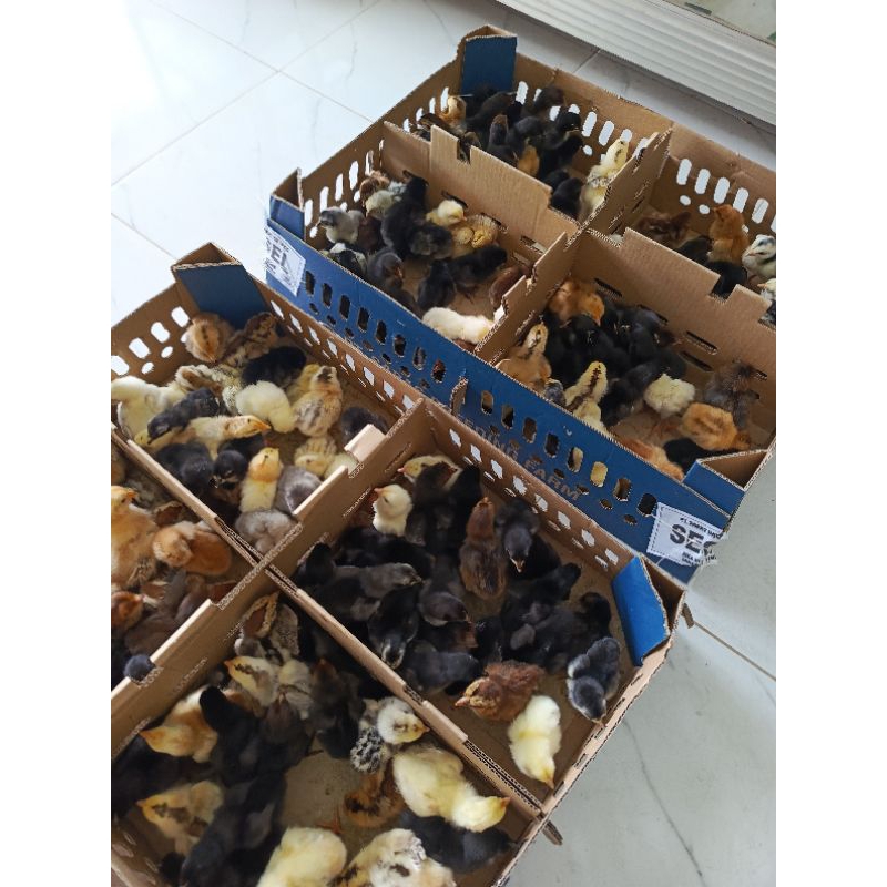 Jual DOC Bibit Ayam Kampung Unggul KUB (1box) | Shopee Indonesia