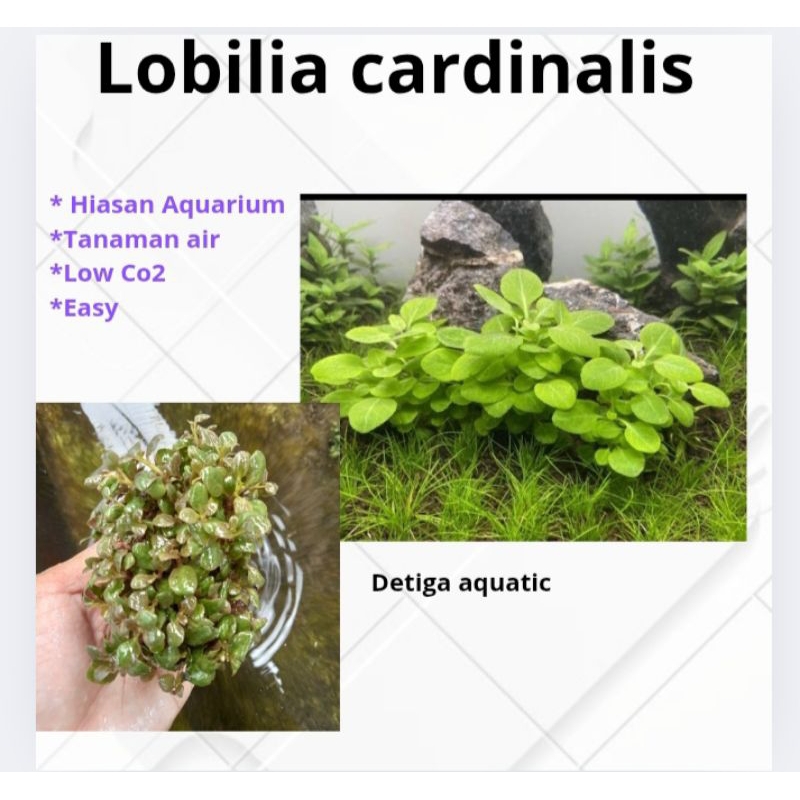 Jual Lobelia Cardinalis Tanaman Aquascape Hiasan Aquarium Low Co2 ...