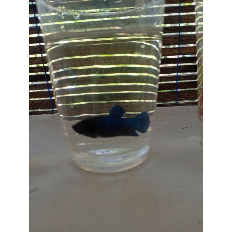 Jual betta fighter bagan loper (lokal super) | Shopee Indonesia