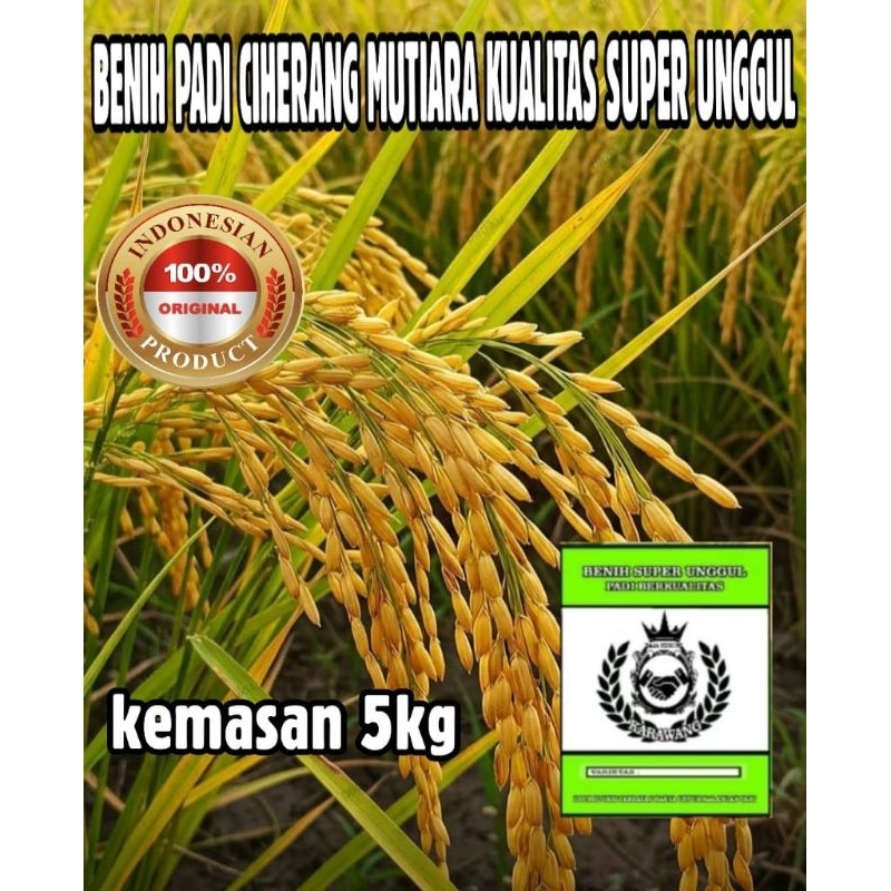 Jual BENIH PADI CIHERANG MUTIARA KUALITAS SUPER UNGGUL KEMASAN 5KG | Shopee Indonesia