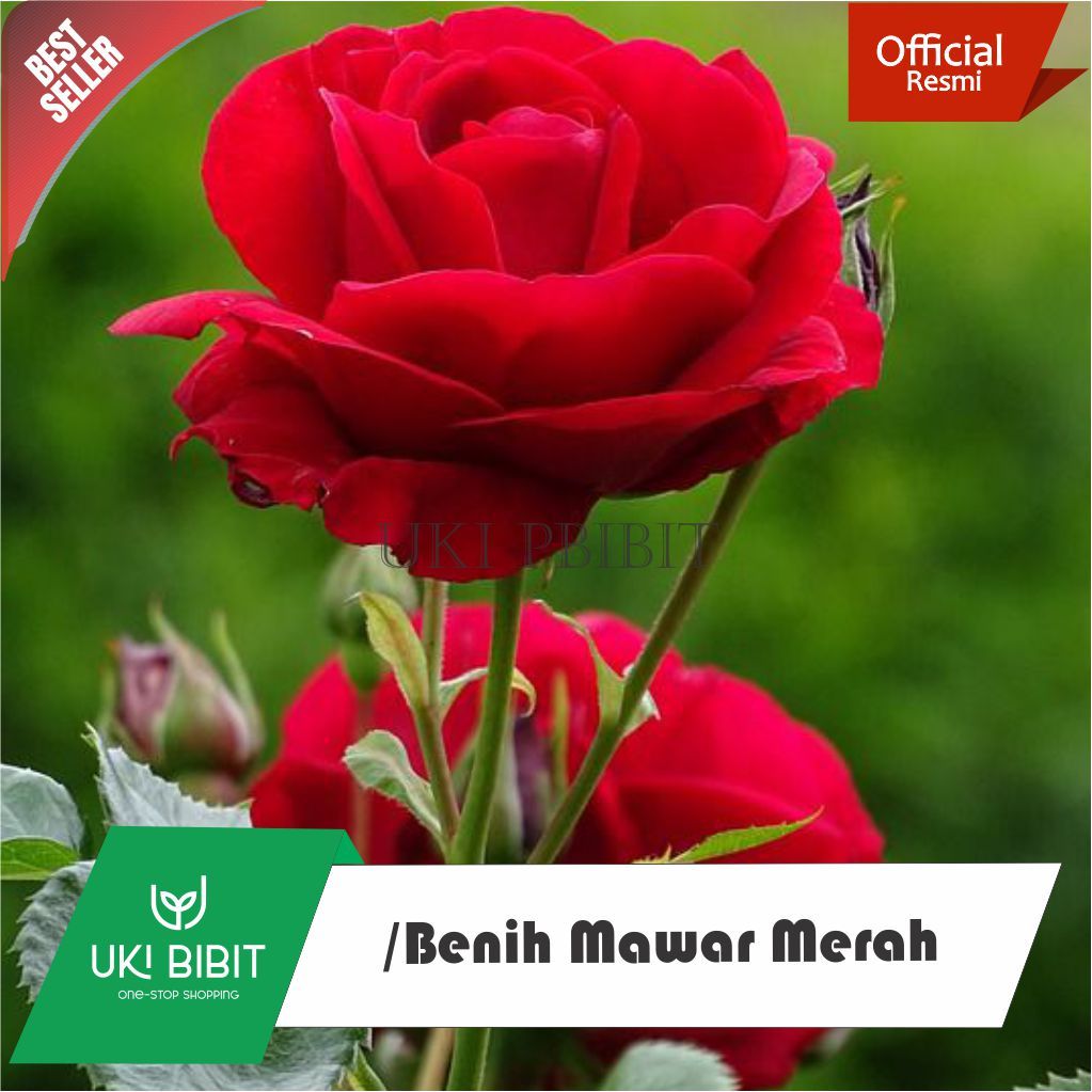 Jual ( 10 Butir ) Benih Biji Bunga Mawar Merah | Mawar Kuning | Shopee ...