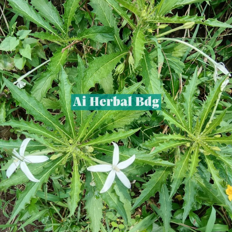 Jual daun korejat atau kitolod segar 200 gram obat mata rabun katarak ...