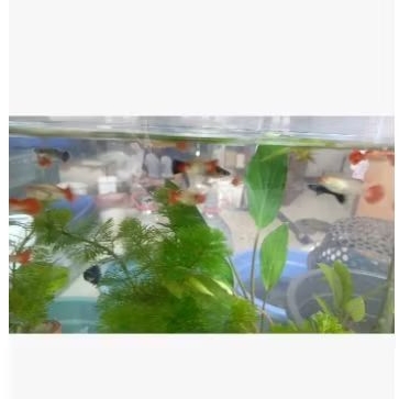 Jual Guppy Platinum Koi | Shopee Indonesia