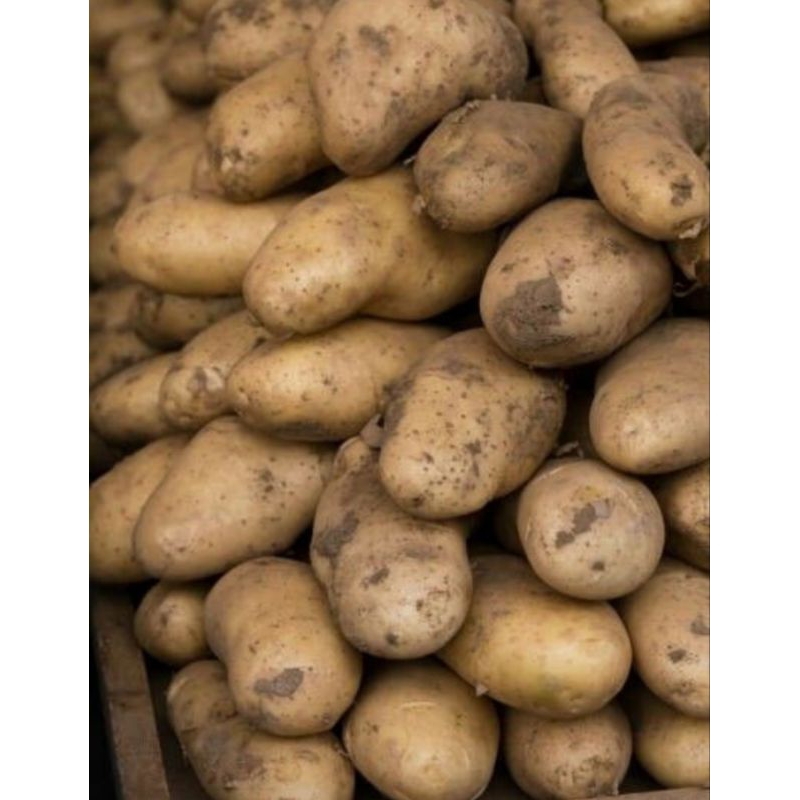 Jual kentang dieng besar 500gr | Shopee Indonesia