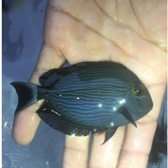 Jual Ikan Hias Botana Liris Biru Air Laut | Shopee Indonesia