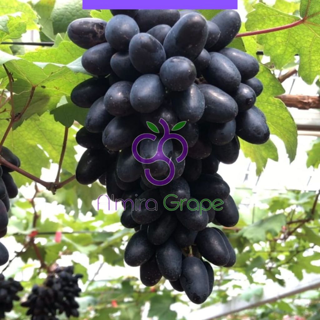 Jual Bibit Anggur Import Gozv - Super Manis dan Crunchy | Shopee Indonesia