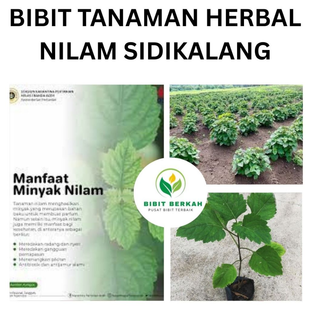 Jual Bibit Nilam Sidikalang – Tanaman Herbal Penghasil Minyak Atsiri ...