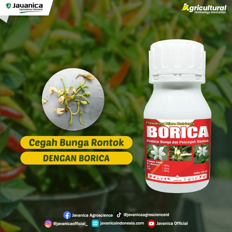 Jual JAVANICA / BORICA ( 100 ML ) | Shopee Indonesia