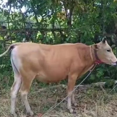 Jual sapi qurban sapi murah sapi qurban murah surabaya | Shopee Indonesia