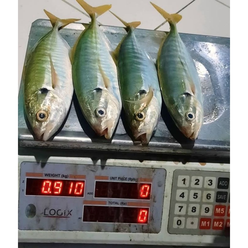 Jual IKAN KEMBUNG COMO | Shopee Indonesia