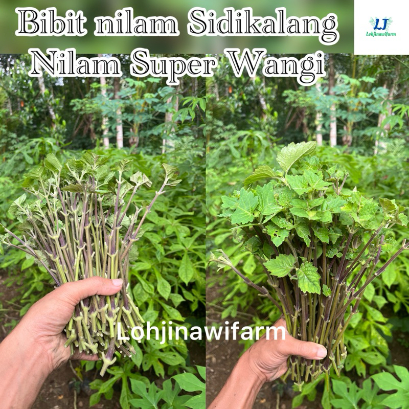 Jual Bibit Stek Nilam Sidikalang Super Wangi (mengandung minyak atsiri ...