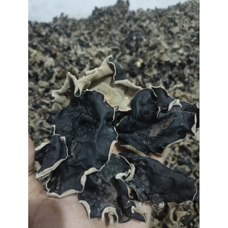 Jual jamur kuping kering/jamur hitam/lember 1KG besar kecil bagus ...