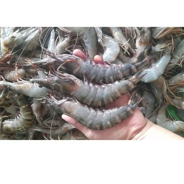 Jual Udang Tiger Udang pancet.windu Sise 25.30 1kg | Shopee Indonesia