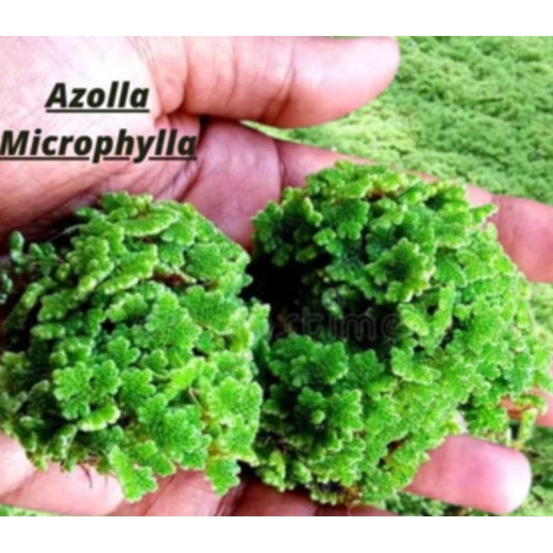 Jual Tanaman Azolla microphyla pakan alternatif ternak ( 1kg ) | Shopee ...