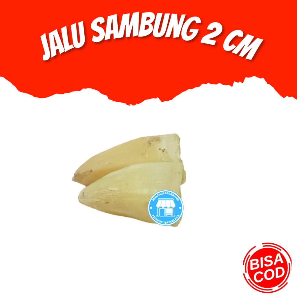 Jual JALU SAMBUNG 2 CM Jalu Sambung Ayam Asli Ukuran 2 Cm | Shopee ...