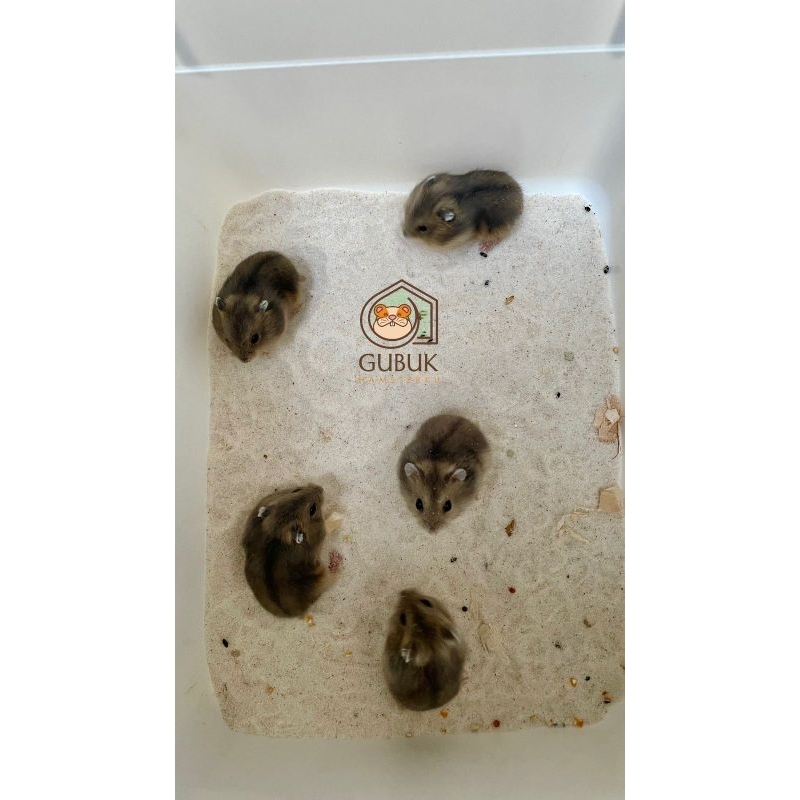 Jual HAMSTER WINTER WHITE TIGER, SAPPHIRE & ARGENTE | Shopee Indonesia