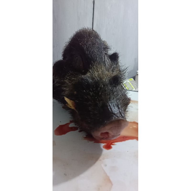 Jual KEPALA RAJA BABI HUTAN | Shopee Indonesia