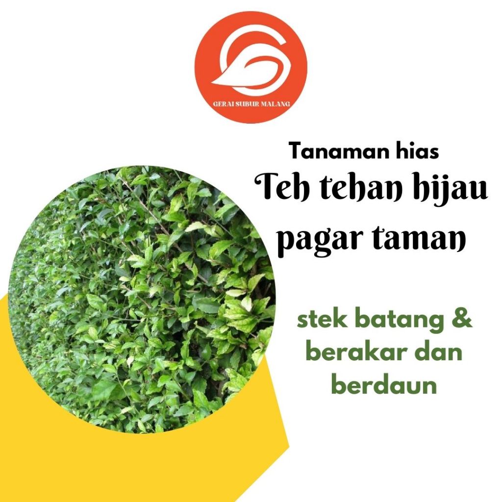 Jual Tanaman hias tangkai teh tehan hijau ukuran 20 cm | untuk pagar ...