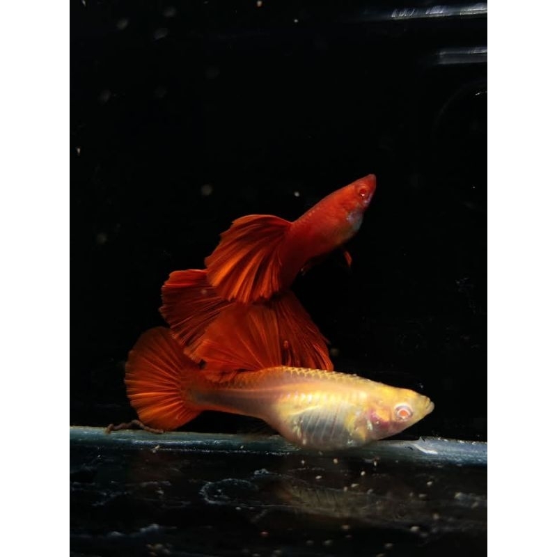 Jual guppy albino full red | Shopee Indonesia
