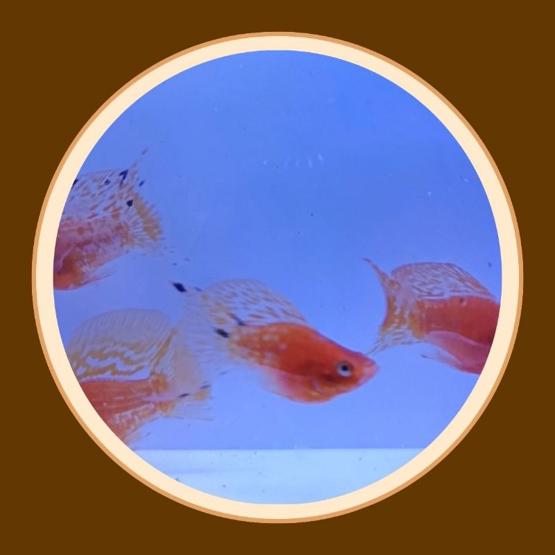 Jual Hiasan Aquarium Molly Sunkist Satu pasang | Shopee Indonesia