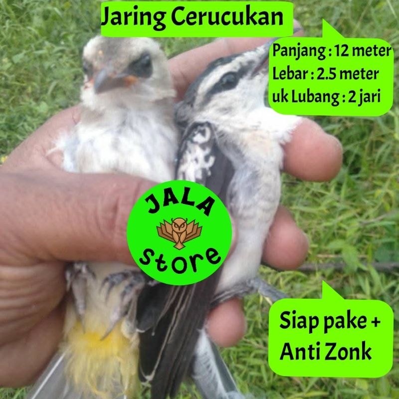 Jual JARING JERAT BURUNG TRUCUKAN JARINGAN BURUNG SIAP PAKE JARING ...