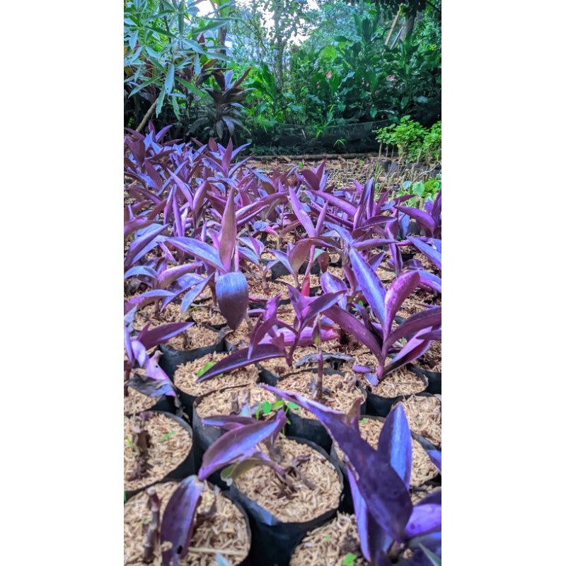 Jual Tanaman Hias Adam Hawa Ungu Tradescantia Pallida Tanaman Pacok ...
