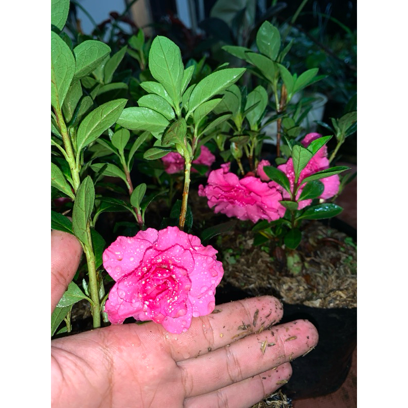Jual Blantik Kembang - Tanaman Hias Outdoor Bunga Azalea | Shopee Indonesia