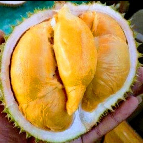 Jual Bibit Durian Tembaga Asli Tanaman Buah Okulasi Super Unggul Tabulampot | Shopee Indonesia