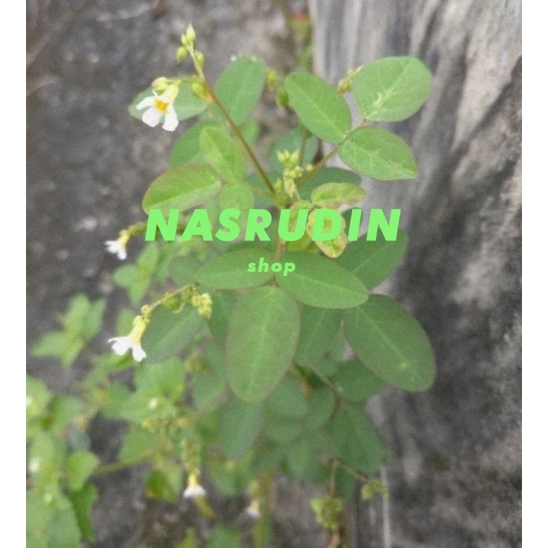 Jual DAUN CALINGCING UTUH 10 POHON / DAUN CALINCING TANAH / Oxalis ...