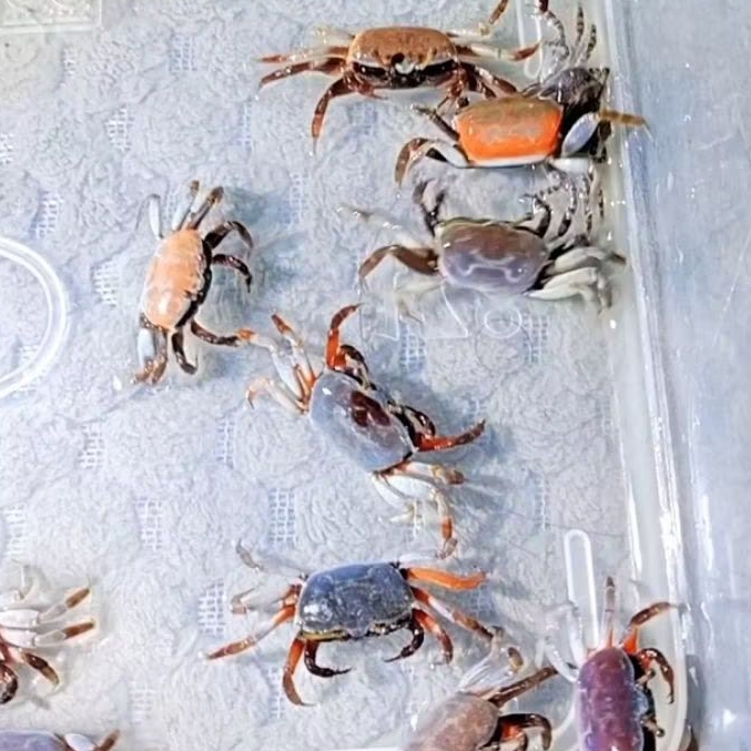 Jual Kepiting Hias | Kepiting Aquascape | Kepiting Paludarium ...