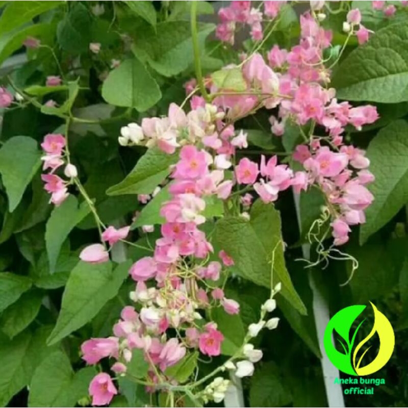 Jual POHON BUNGA AIR MATA PENGANTIN DUA WARNA PUTIH PINK ( BUNGA ...