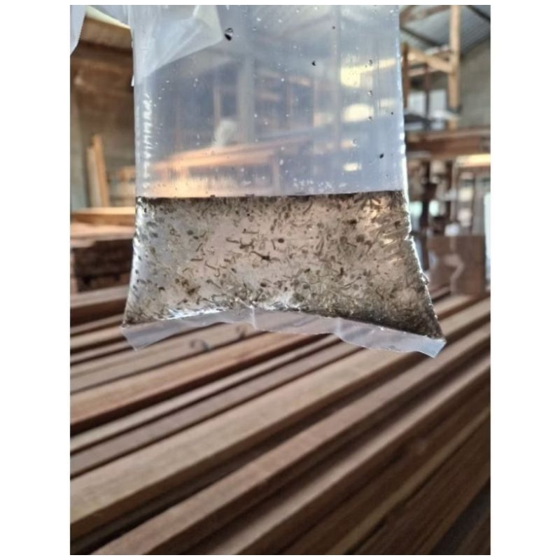 Jual JENTIK NYAMUK / ENCU / KECU HIDUP UNTUK PAKAN IKAN HIAS (MINIMAL ...