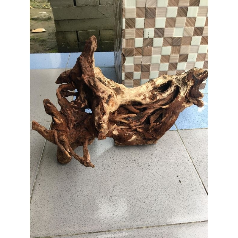 Jual bongol akar santigi gunung | Shopee Indonesia