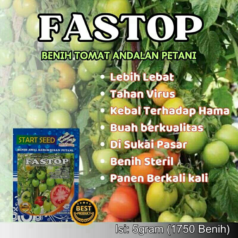Jual benih unggul bibit tomat FASTOP original kemasan 5 Gram Isi 1750 ...