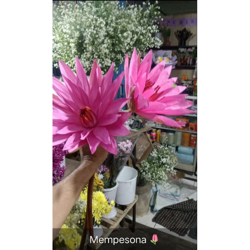 Jual Bunga teratai | Shopee Indonesia