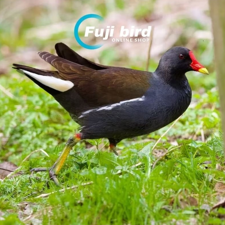 Jual BURUNG MAN DAR BATU AYAM PELIHARAAN AVIARY | Shopee Indonesia