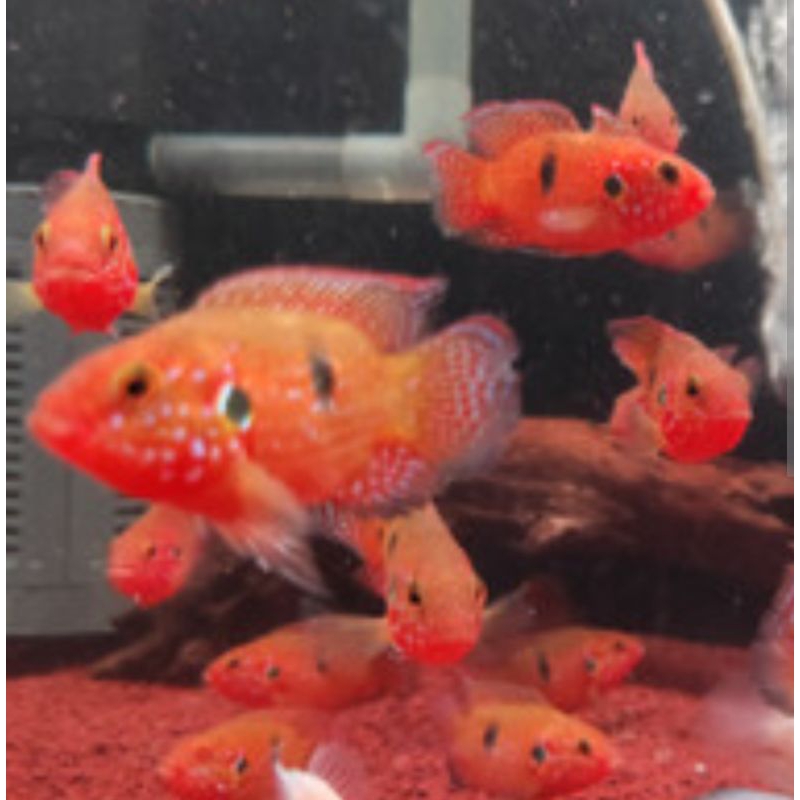 Jual Hiasan Ikan Red Jewel Cichlid hias aquascape tankmate aquarium ...