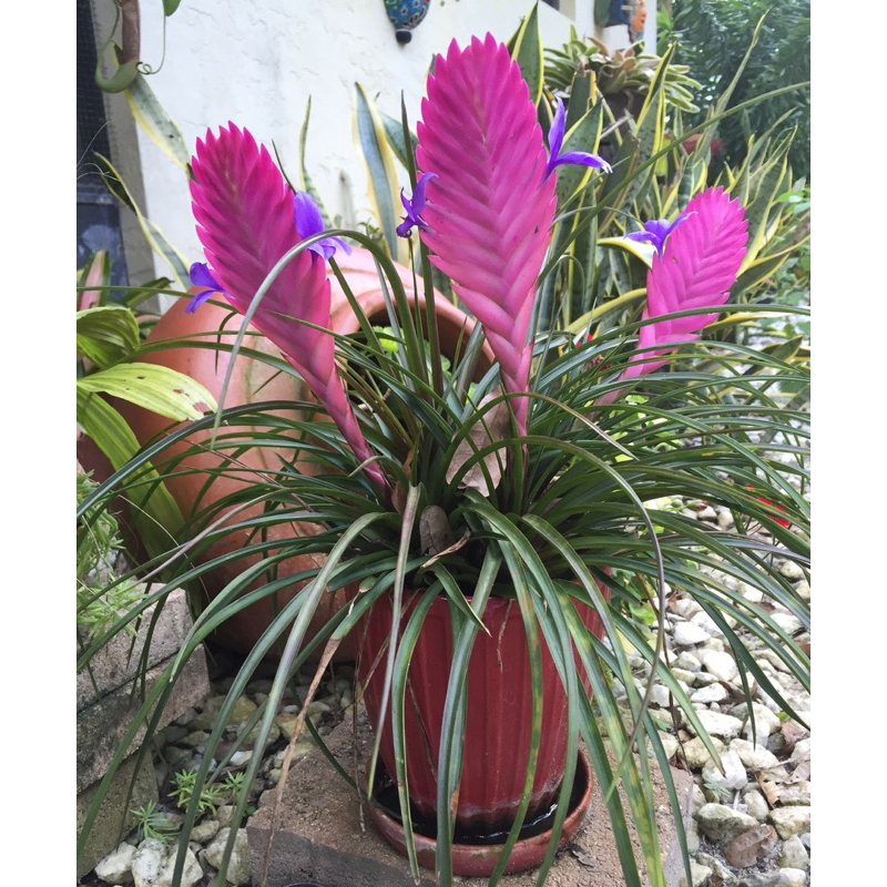 Jual Bromelia tillandsia cyanea/harga promo(murah) bromelia/bunga pink ...