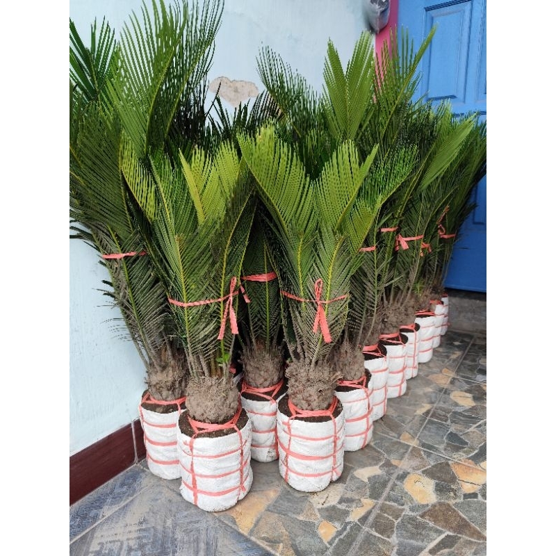 Jual Sikas Mawar Jambe super jumbo | Shopee Indonesia