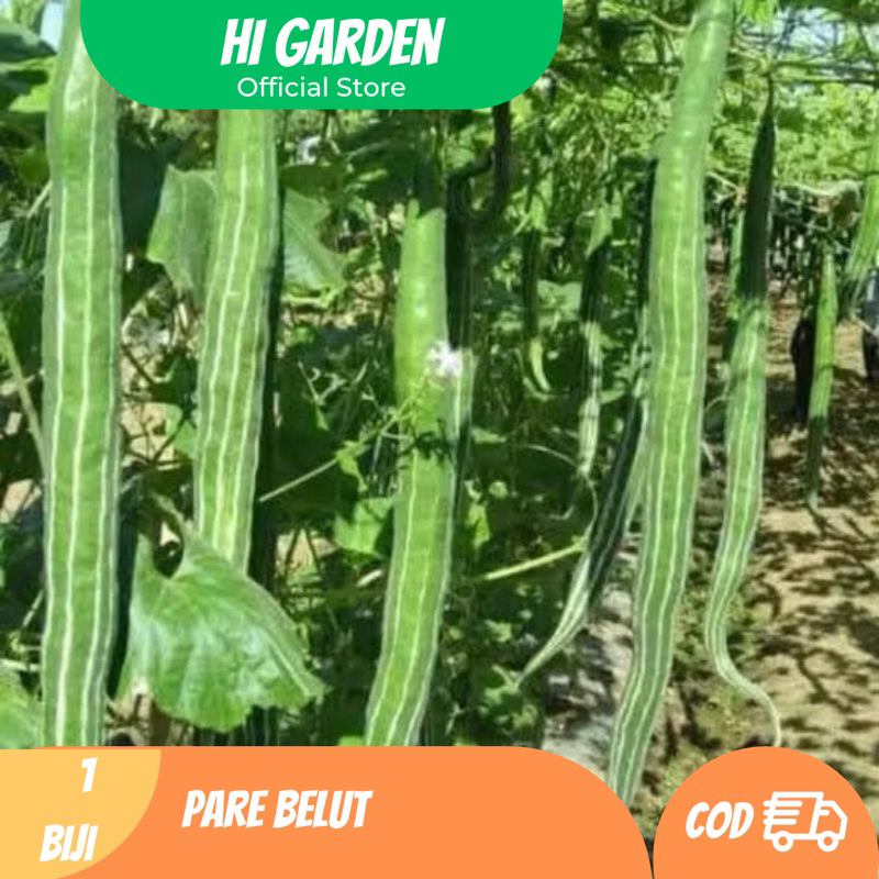 Jual Biji Pare Belut HI GARDEN – 1 Biji | Bibit Sayur Unik, Panjang ...