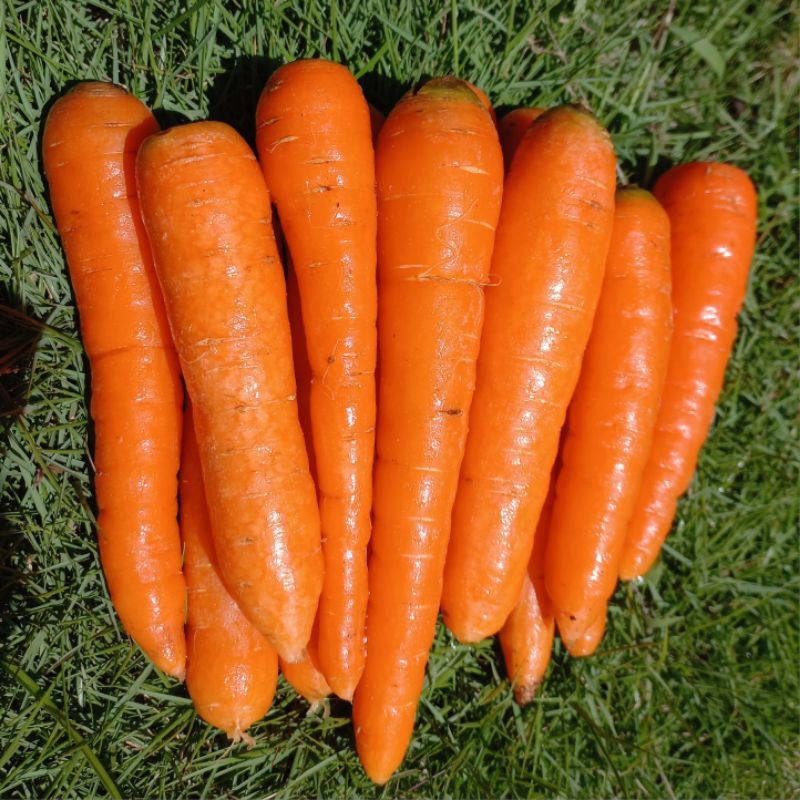 Jual Wortel Mini 1kg | Shopee Indonesia