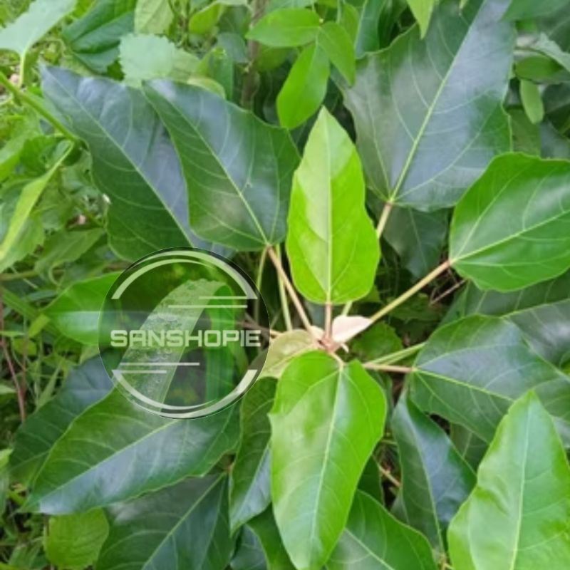 Jual DAUN KEMIRI ATAU DAUN MUNCANG SEGAR 500 GRAM | Shopee Indonesia
