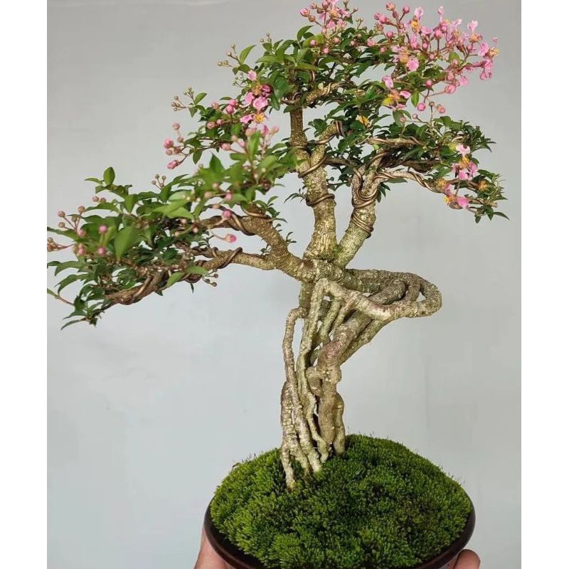 Jual tanaman bahan bonsai tanaman hias bunga sakura micro | Shopee ...