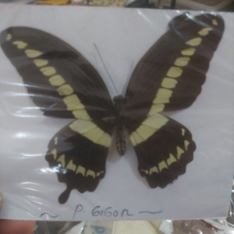 Jual Awetan serangga kumbang kupukupu asli karna | Shopee Indonesia