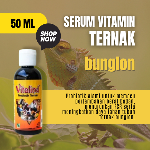 Jual Vitamin hewan bunglon vitamin bunglon hidup vitamin bunglon surai ...
